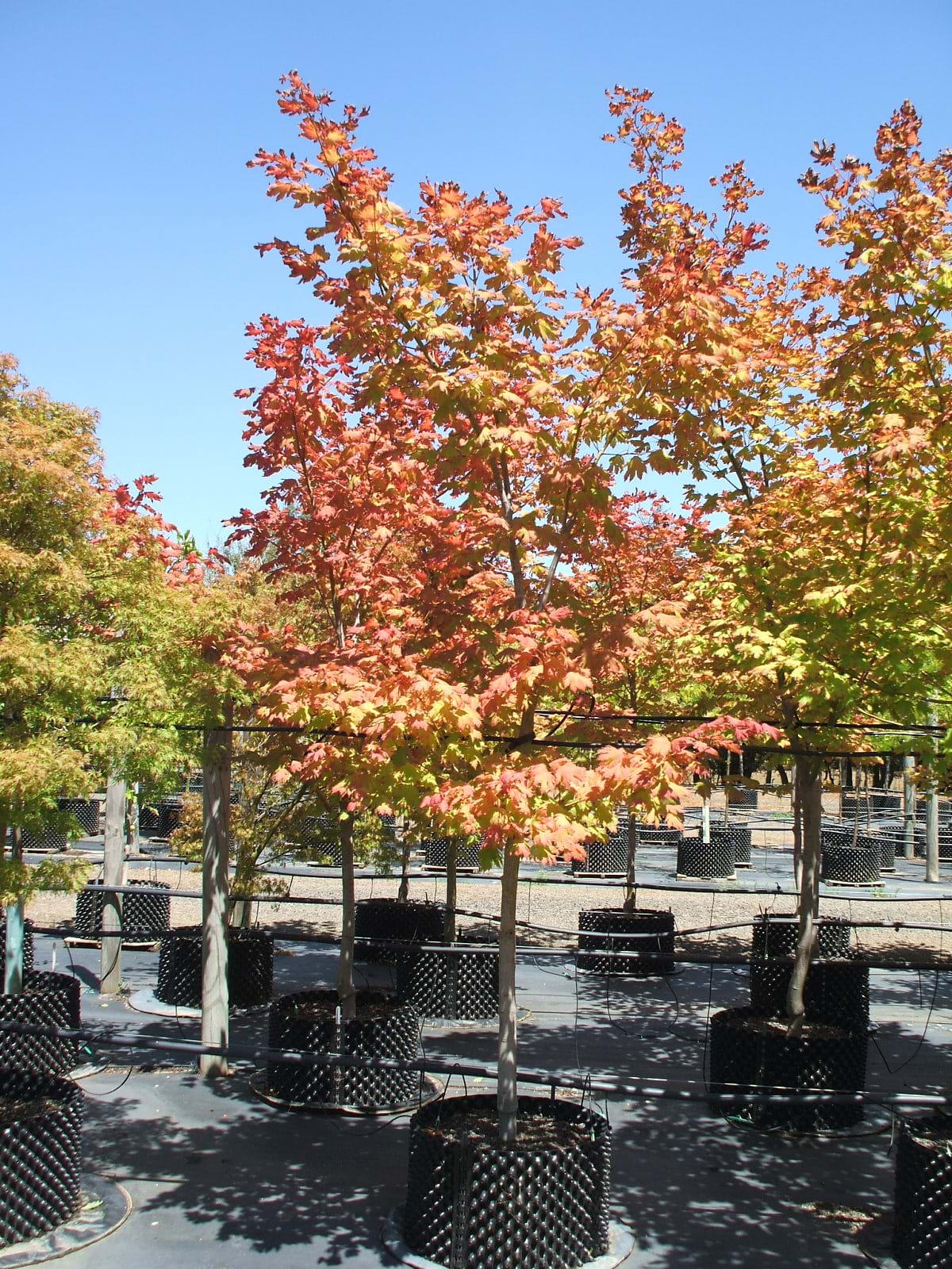 Acer japonicum Vitifolum - Full Moon Maple
