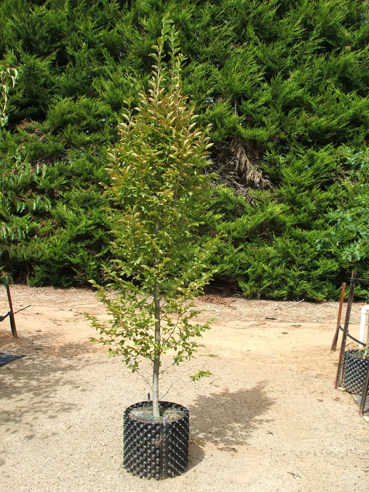 Carpinus betulus Fastigiata