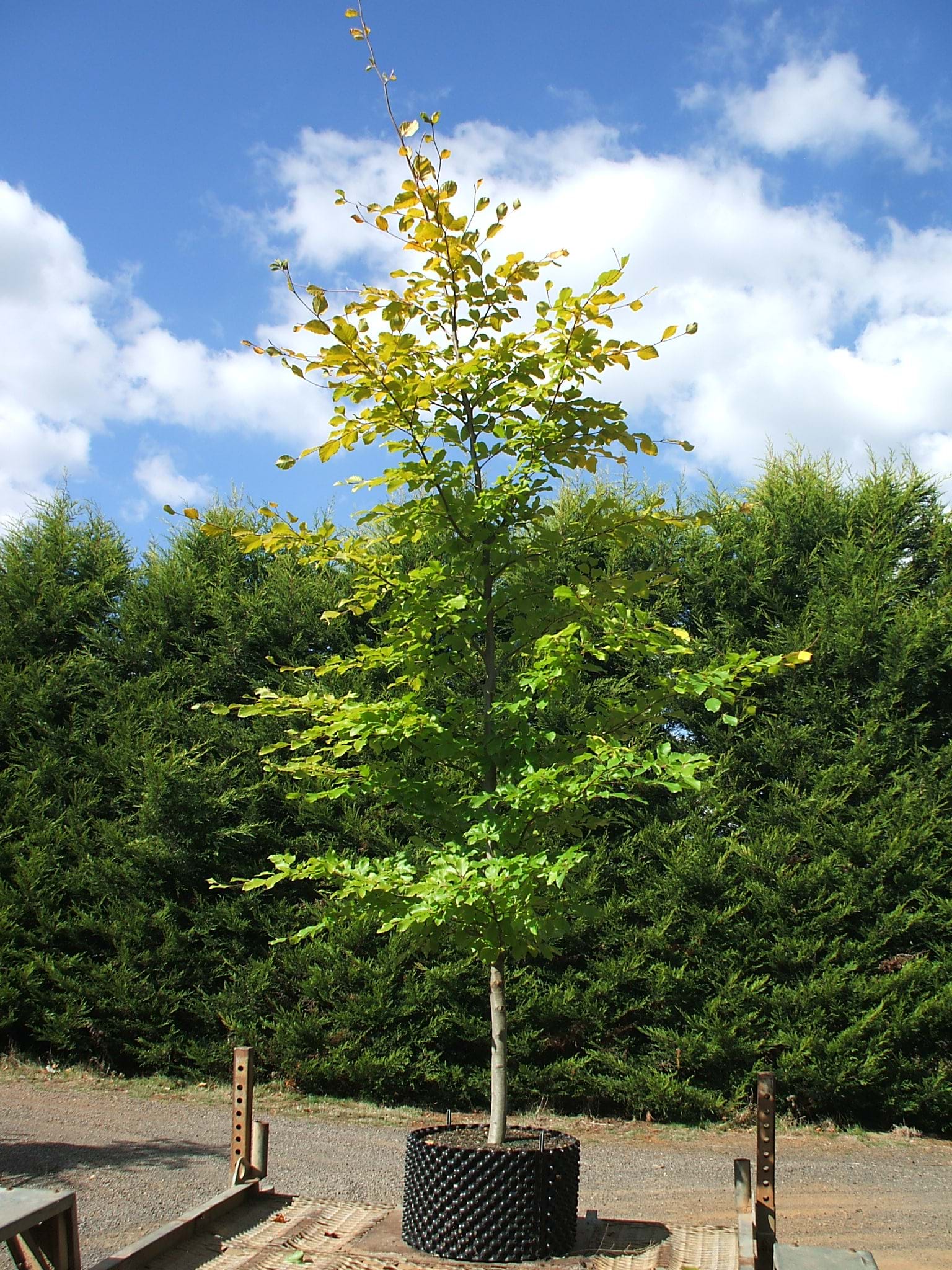 Fagus sylvatica -Beech